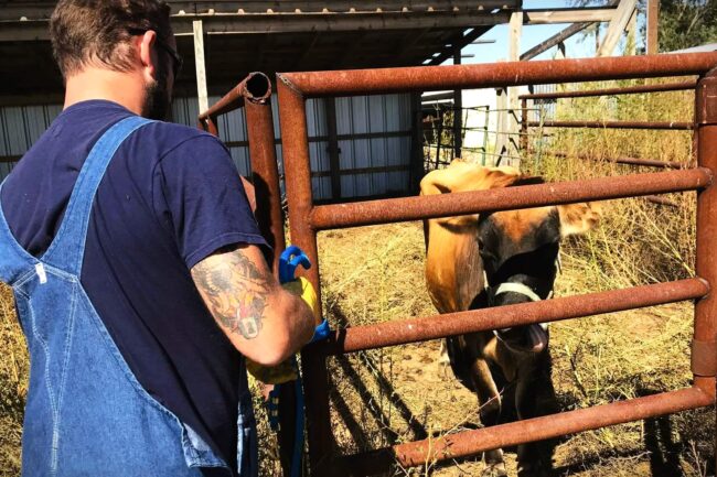 Millie the Cow… | Voices Empower